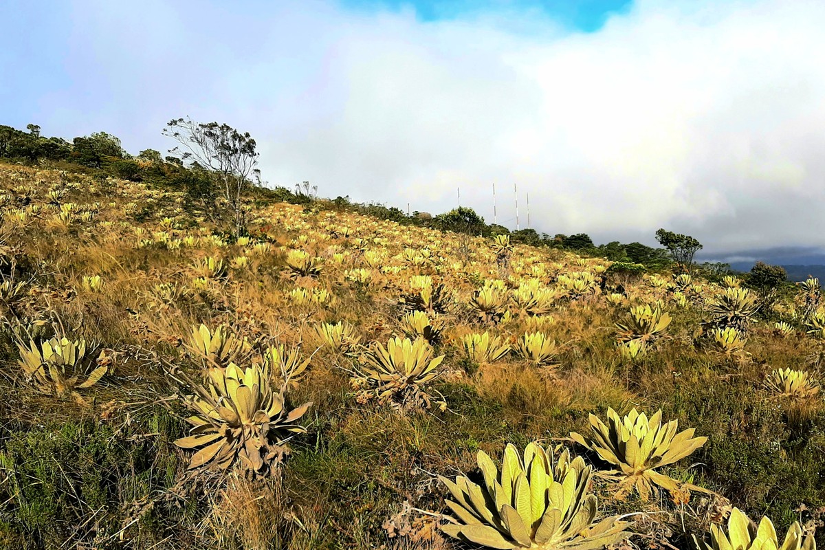 Caminata Cerro el Tablazo - Road Trip Colombia