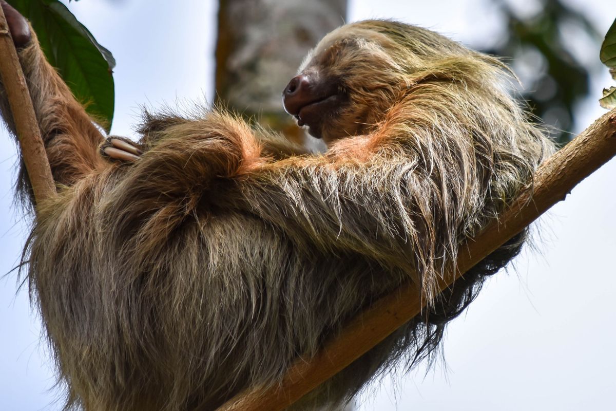 Explora los Jardines del Oso Perezoso en una Caminata Única